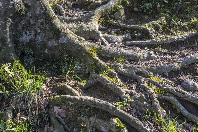 The root of the tree stock image. Image of outdoor, ground - 113177315