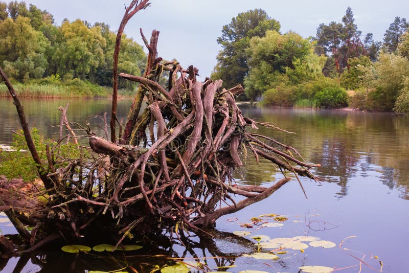 209 Tree Root Bend Stock Photos - Free & Royalty-Free Stock Photos from ...