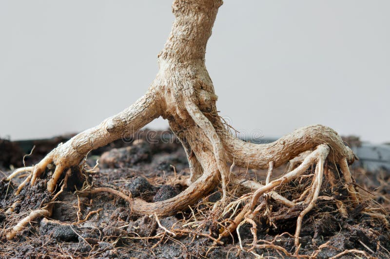 Root of the tree stock image. Image of green, brown - 145341901