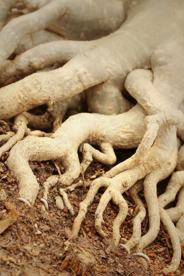 Root Trees are Beautiful in the Nature Stock Image - Image of tangle ...