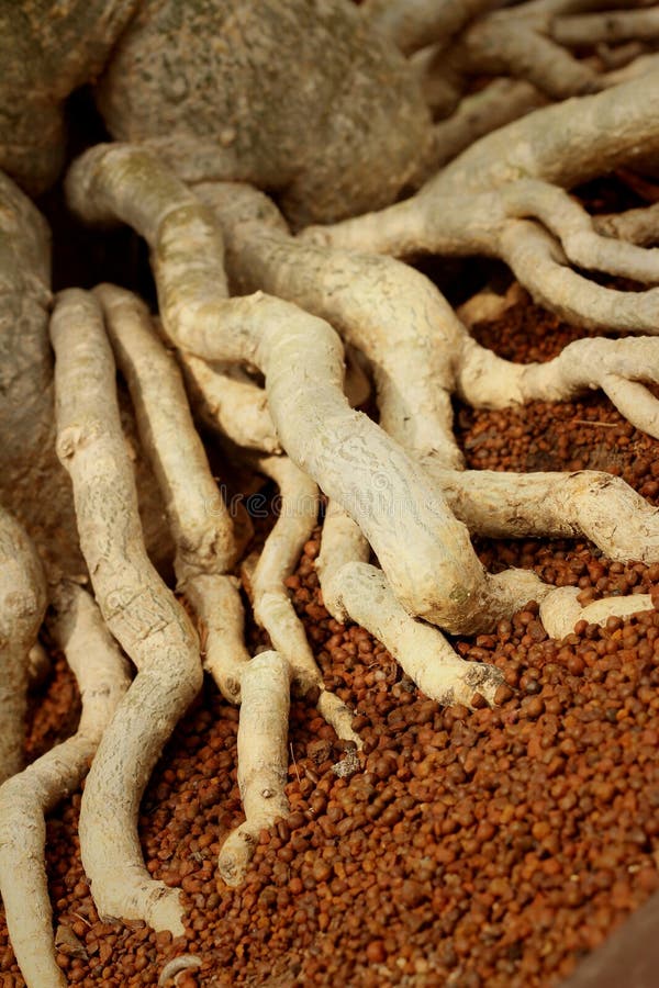 Root Trees are Beautiful in the Nature Stock Image - Image of growth ...
