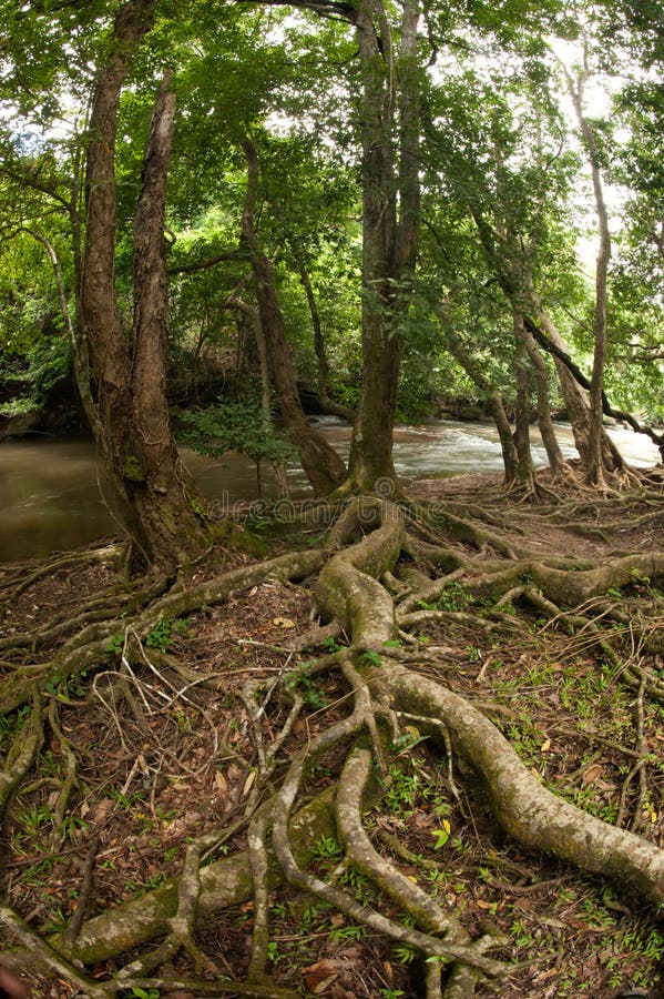 Root trees in forest . stock photo. Image of rock, stone - 26099140