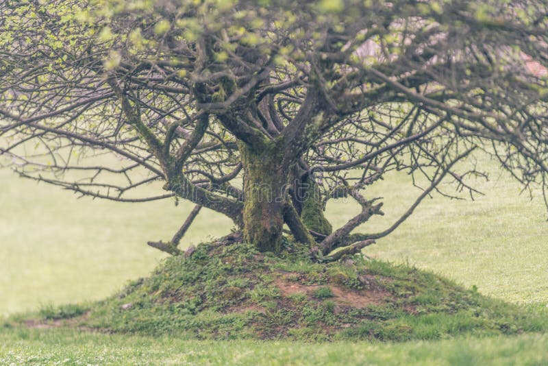 The trees of the forest stock photo. Image of roots - 118318494