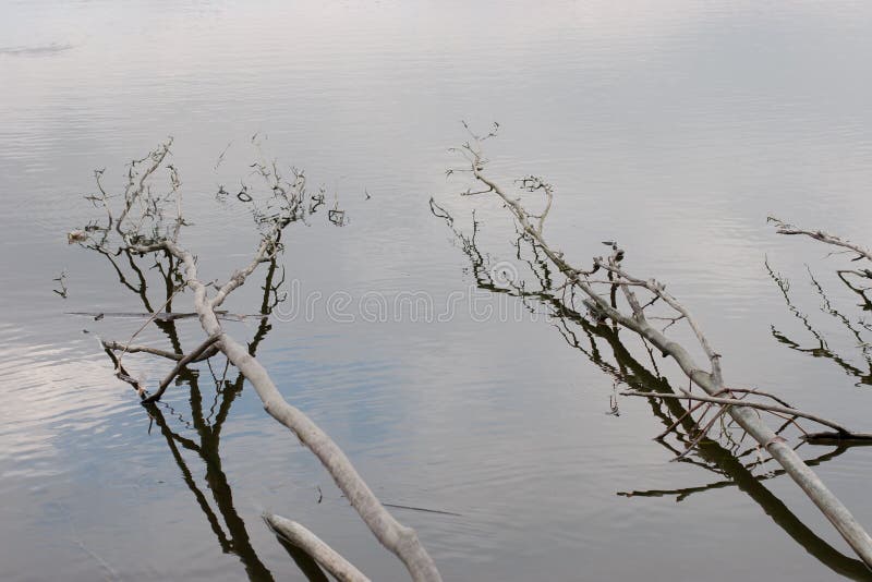 A Root of Trees in the Water. Reflection of Tree Branches Stock Photo ...