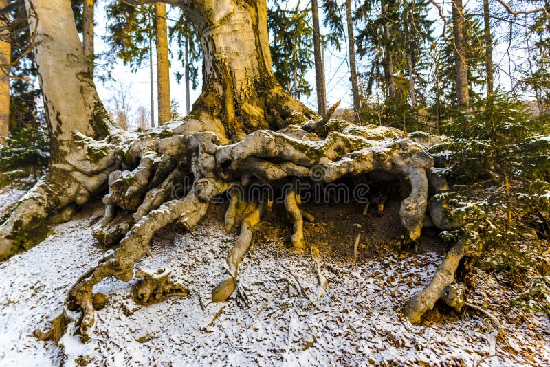 Winter forest stock image. Image of bistrita, flowers - 66775785