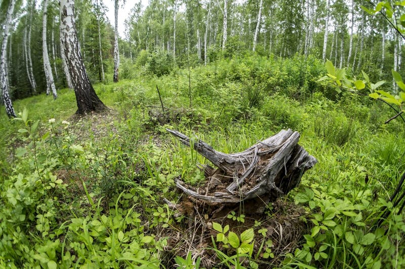 Root-turned-up Stump from an Old Tree Stock Photo - Image of park ...