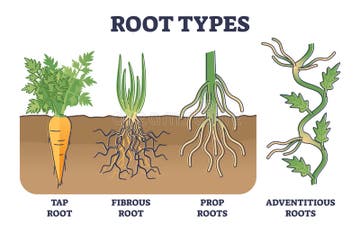 Tap Root Diagram Stock Illustrations – 6 Tap Root Diagram Stock ...