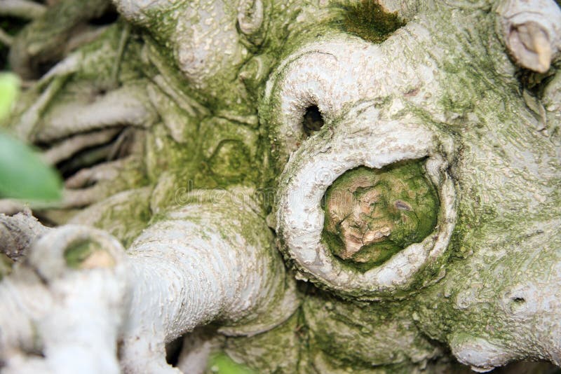 Root stock image. Image of subtropics, roots, thickets - 79438353