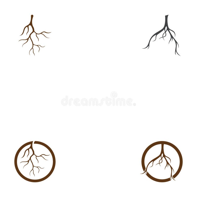 Root Vector Illustration Template Design Stock Vector - Illustration of ...