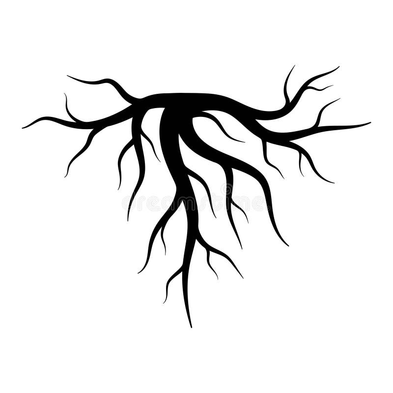 Root Vector Illustration Template Design,simple Illustration Stock ...