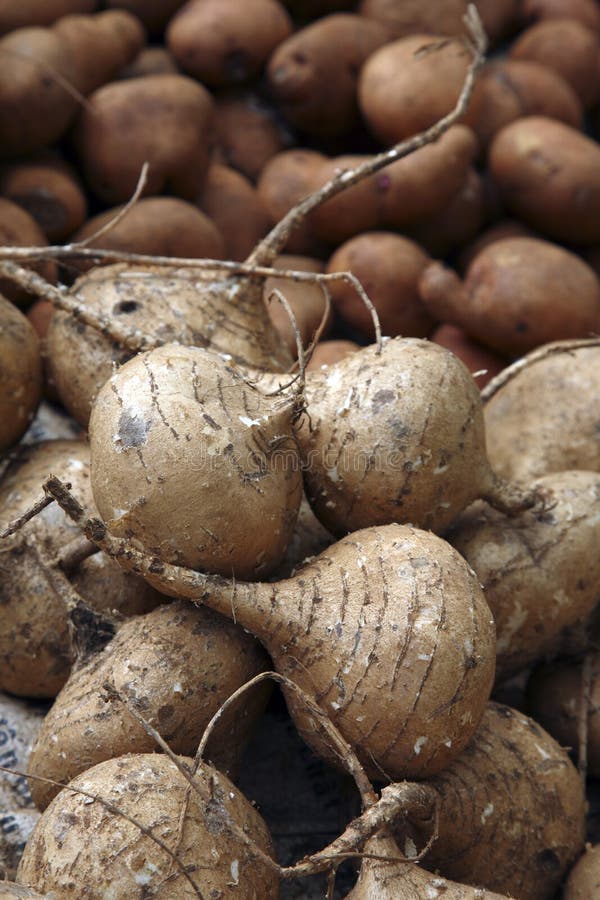 Root vegetables stock image. Image of vietnam, market - 23702785