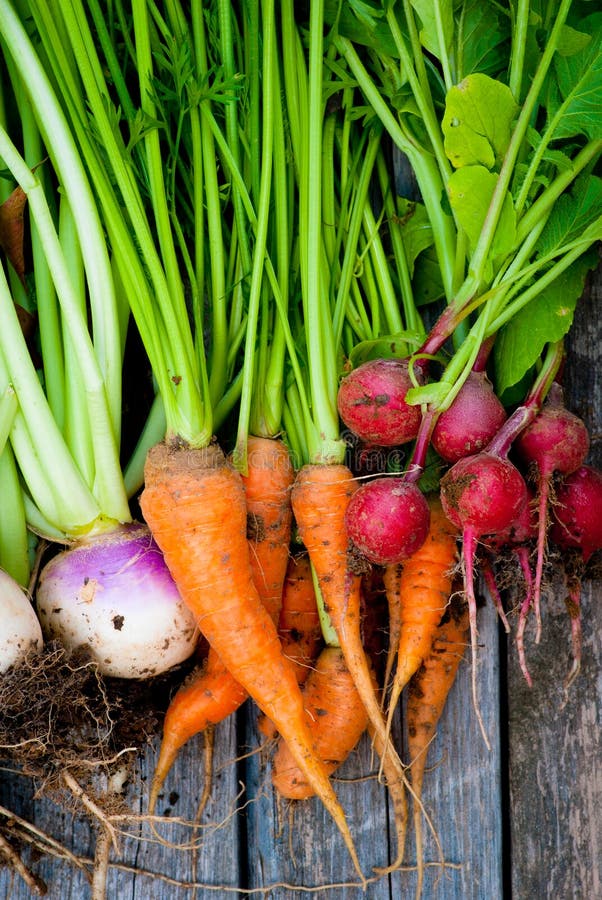 Root Vegetables stock photo. Image of veggies, organic - 24794752