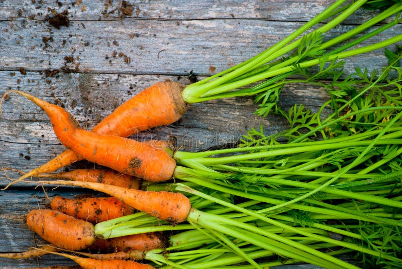 Root Vegetables stock photo. Image of vegetables, orange - 24794770