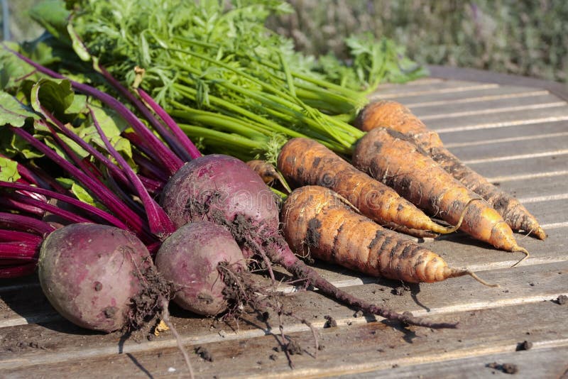 Root vegetables stock photo. Image of vegetables, carrots - 6671554
