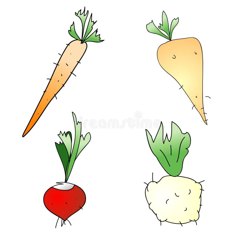 Root vegetables icons. stock vector. Illustration of carrot - 59465386