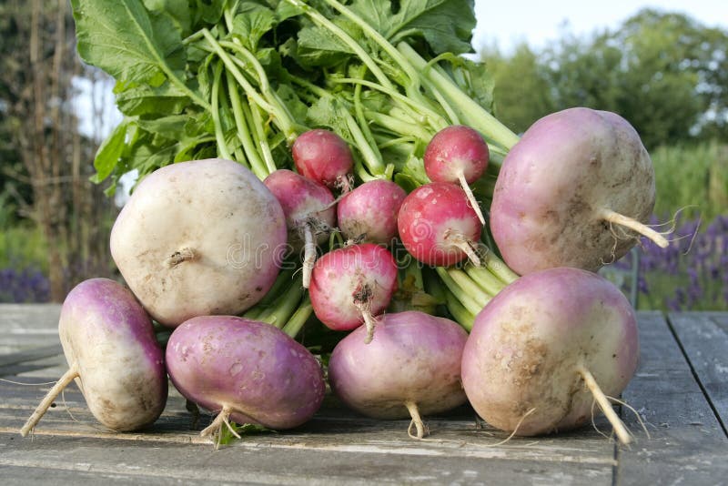 Root vegetables closeup stock image. Image of round, nutrition - 15971937