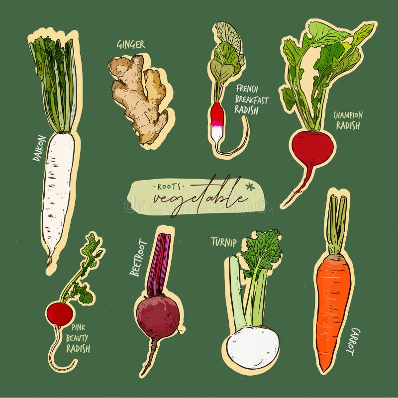 Root Vegetables As Underground Plant Part With Carrot And Beet Vector ...
