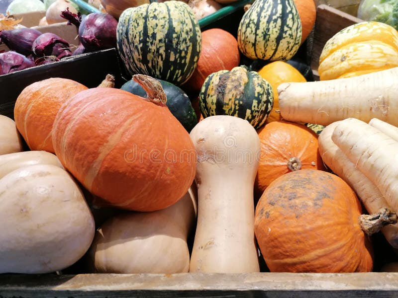 Root vegetables and gourds stock image. Image of gourd - 229858505