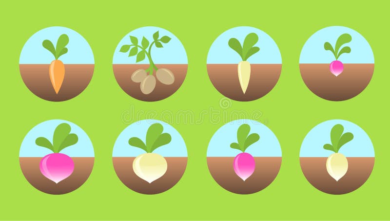 Root vegetables icons. stock vector. Illustration of carrot - 59465386