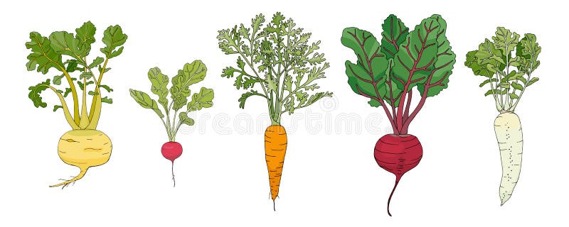 Root vegetables icons. stock vector. Illustration of carrot - 59465386