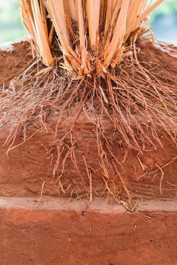Vetiver Grass (Vetiveria Zizanioides). Stock Image - Image of grove ...