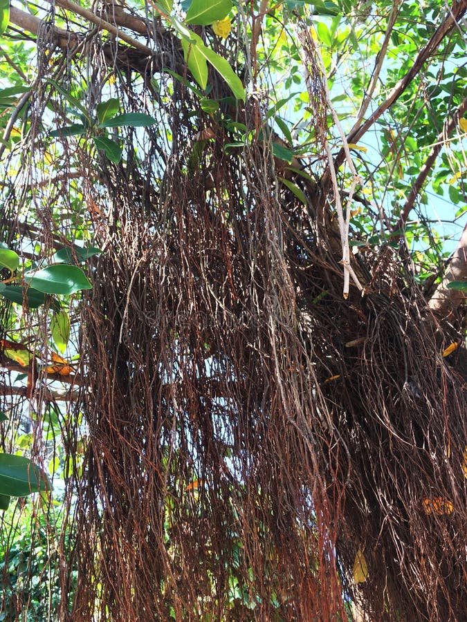 Root the Vine on a Big Tree Stock Photo - Image of nature, happy: 307480590