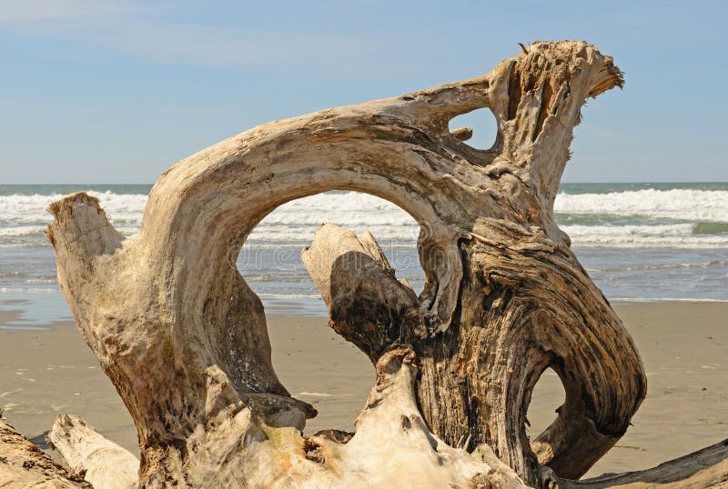 Root Wad stock photo. Image of driftwood, shore, nature - 44138636