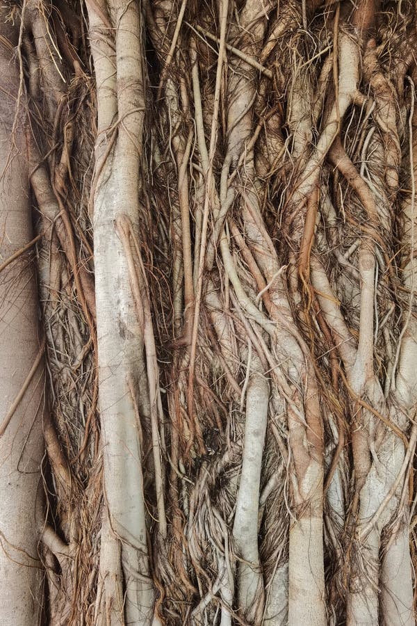 The Root Wall of Banyan Tree Stock Image - Image of banyan, natural ...