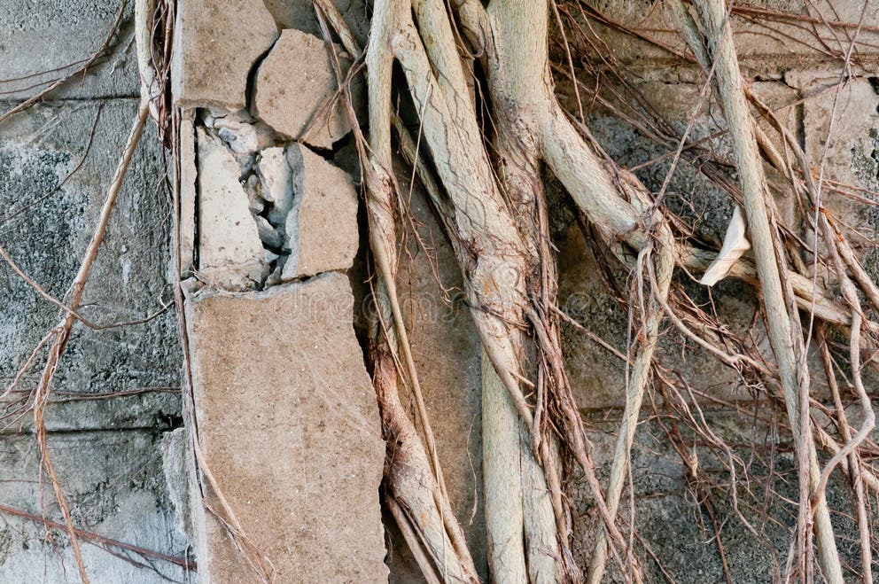 Root on wall. stock image. Image of structure, ancient - 67506727
