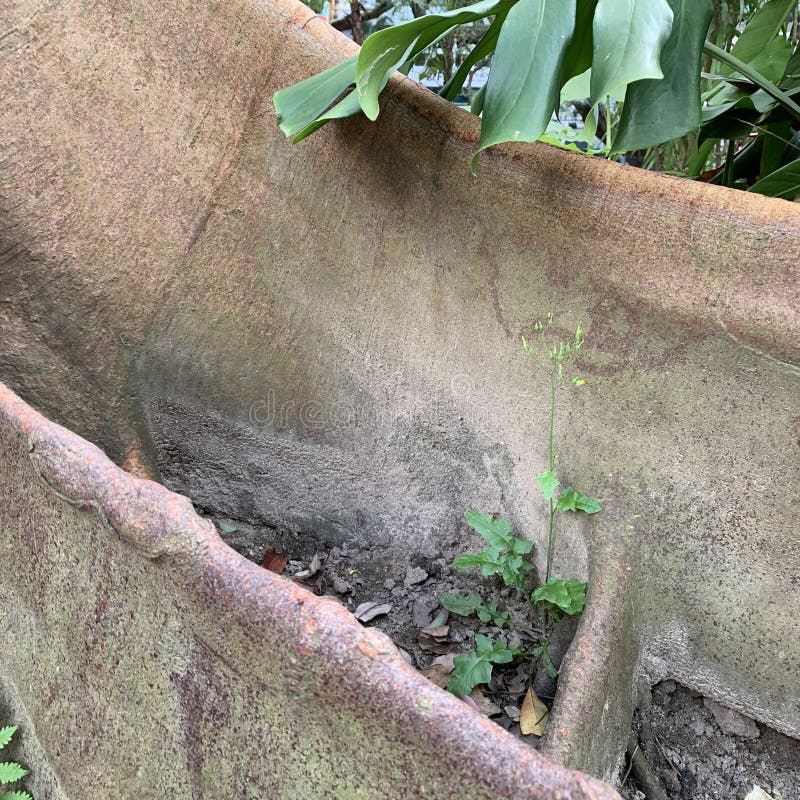 Root walls stock photo. Image of plant, time, create - 143307080