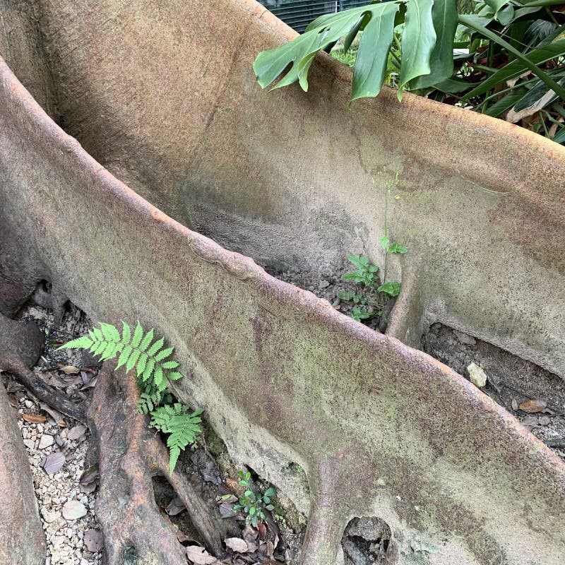 Root walls stock photo. Image of create, plant, practices - 143307092