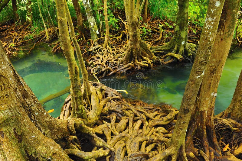 Root of water plant stock image. Image of fresh, background - 20993071