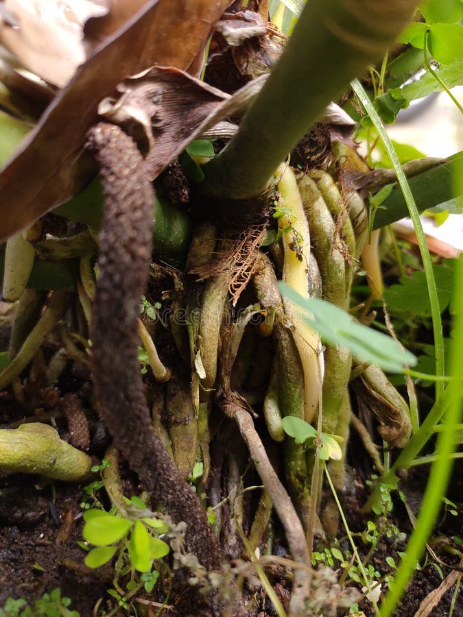 The Root of the Wave of Love Plant Stock Photo - Image of love, soil ...