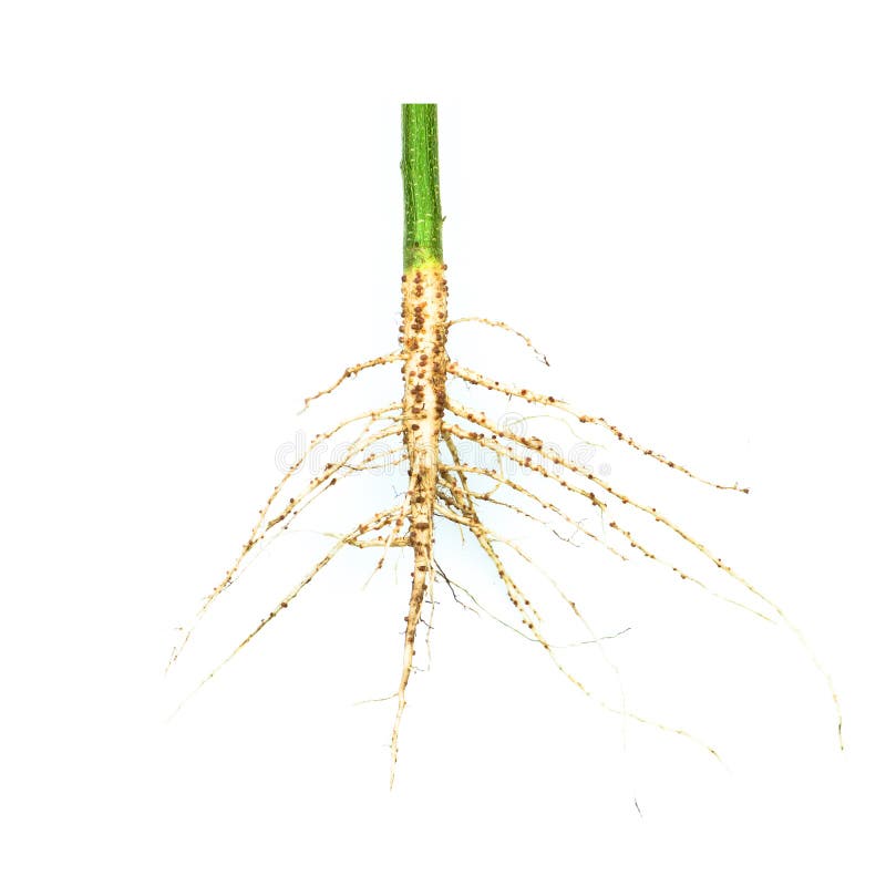Root of Weed, Unwanted Flora,Root of Broadleaf Weeds Isolated from a ...