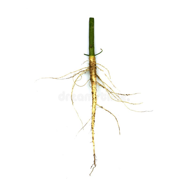 Root of Weed, Unwanted Flora,Root of Broadleaf Weeds Isolated from a ...