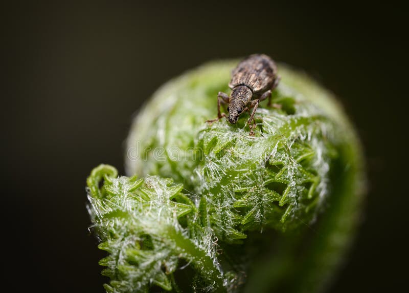 Root Weevil Beetle on a Budding Fern Stalk in Forest Stock Image ...