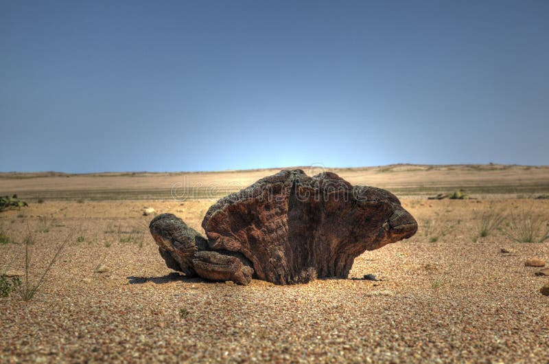 Root of a Welwitschia Plant in Namibian Desert Stock Photo - Image of ...