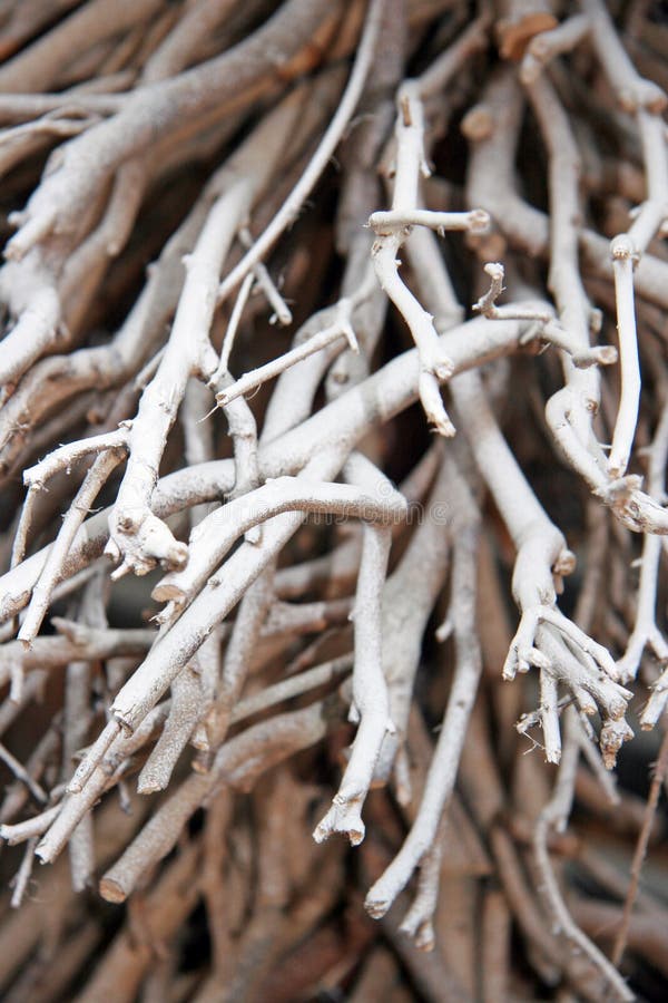 Root stock image. Image of sticks, fuel, tree, small - 79232375