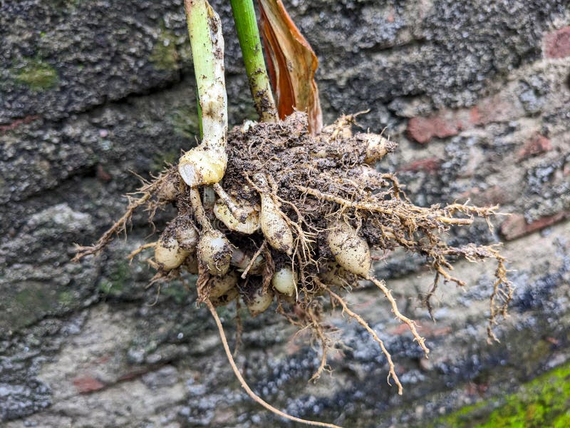The Root of White Turmeric or Curcuma Zedoaria is Pulled from the ...