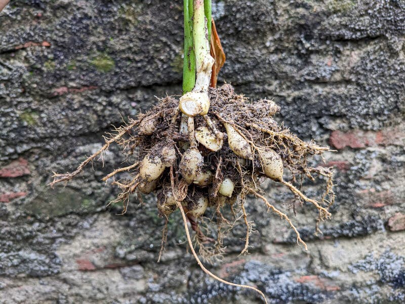 The Root of White Turmeric or Curcuma Zedoaria is Pulled from the ...