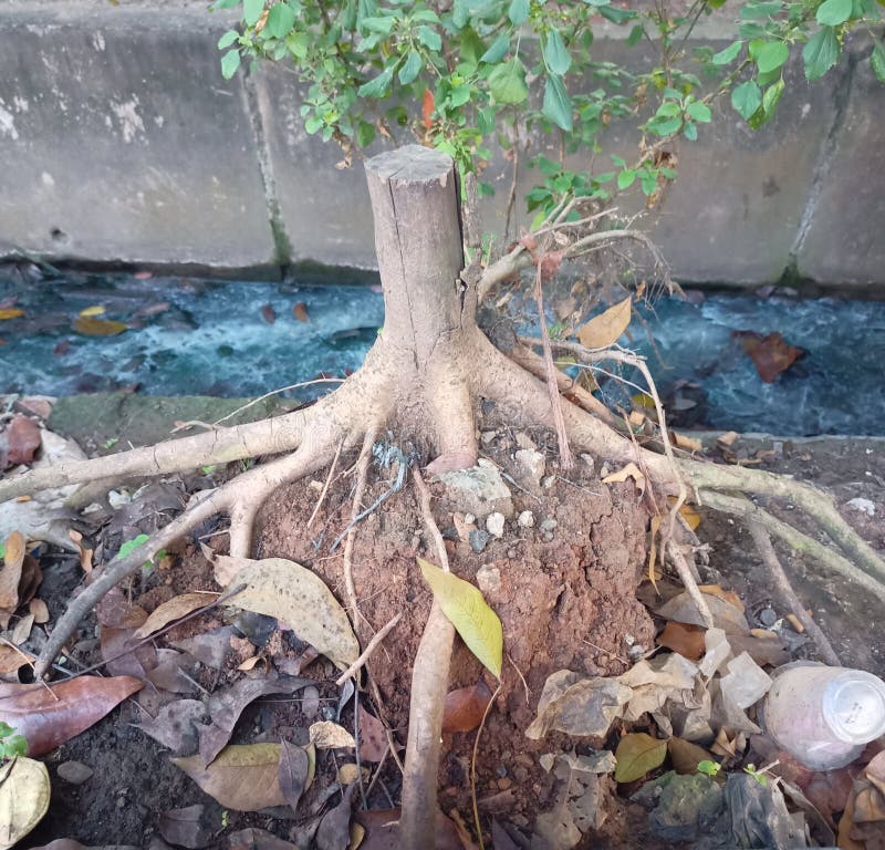 The Root of the Wild Plant that are almost Dead Stock Image - Image of ...