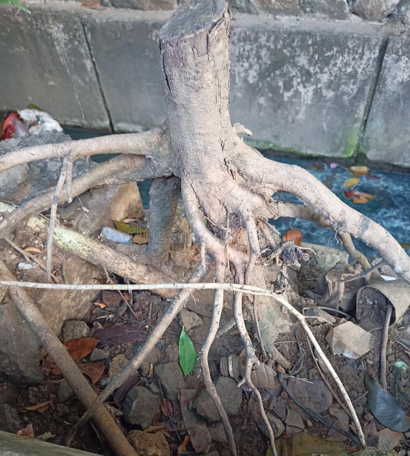 The Root of the Wild Plant that are almost Dead Stock Image - Image of ...