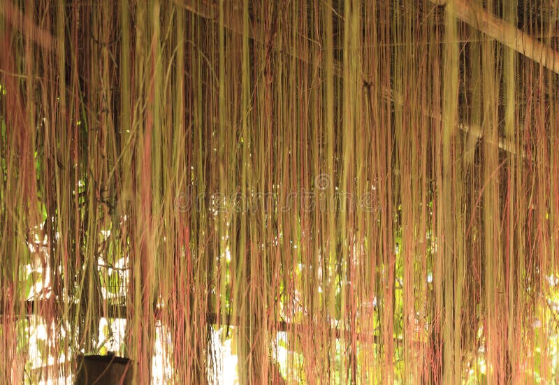 Root wood stock image. Image of nature, natural, earth - 20043511