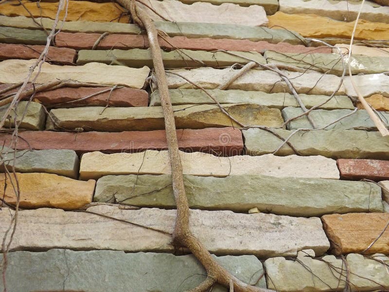 Root wood covered wall stock photo. Image of wall, green - 109972670