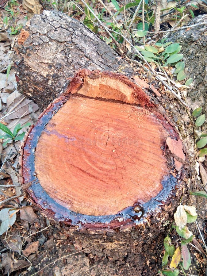 Wood cut/logs. stock image. Image of forestation, land - 104169223