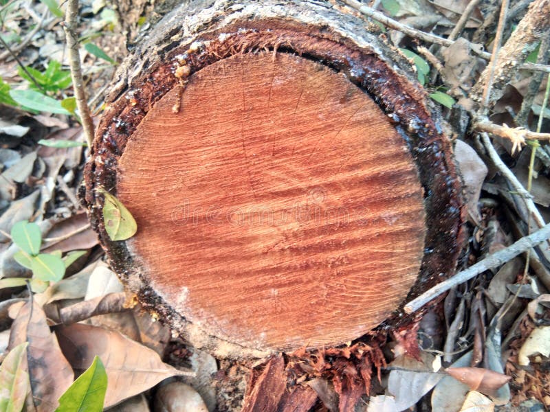 Wood cut/logs. stock image. Image of deforestation, burning - 104169083