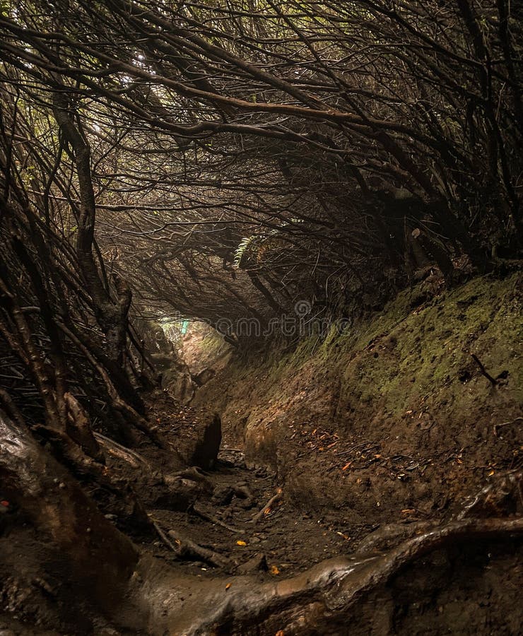 Root tunnel stock photo. Image of root, beach, yogyakarta - 104590606