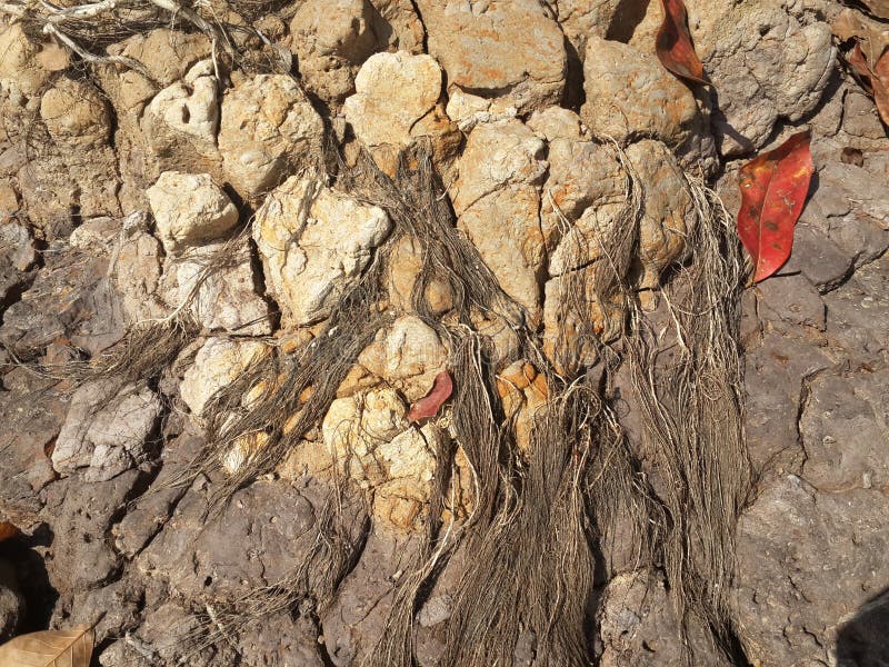 Rotten Root of a Fallen Tree in the Forest Stock Image - Image of tree ...