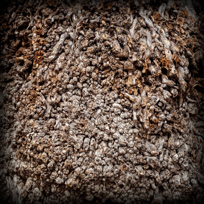 The Root Wood stock photo. Image of organic, branches - 44947244