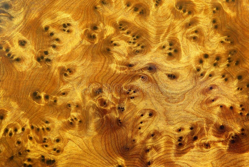 Root wood texture stock image. Image of background, forest - 22086683